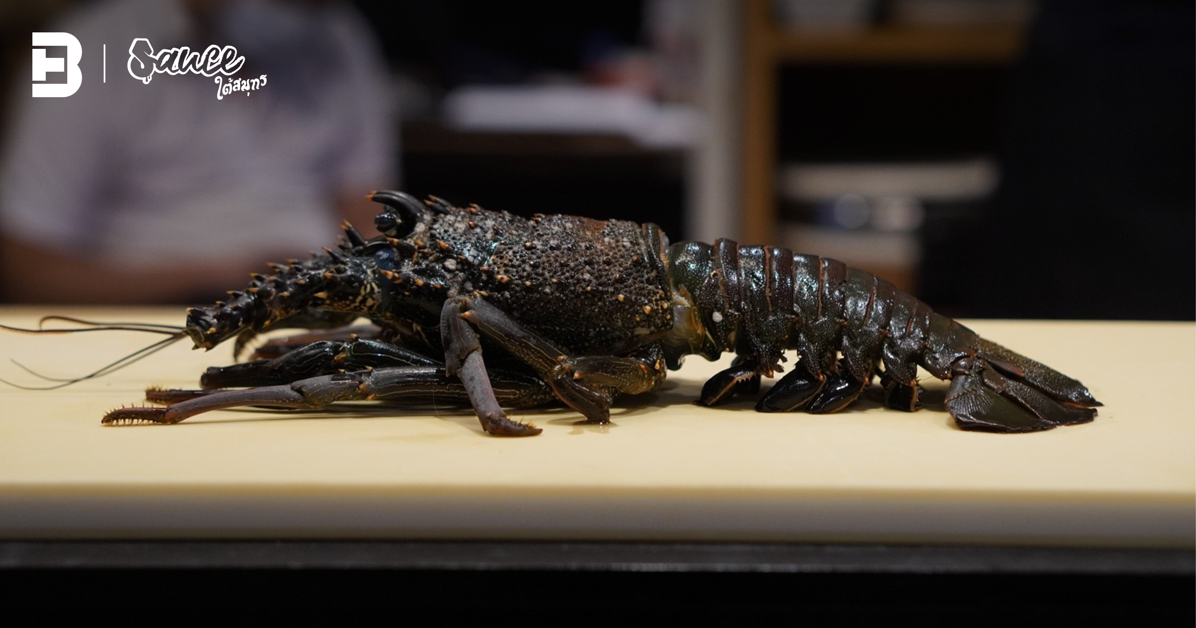 ‘Shima ise ebi’ กุ้งมังกรคิงคอง ฉลามแห่งวงจรกุ้ง! l SAUCE | BrandThink