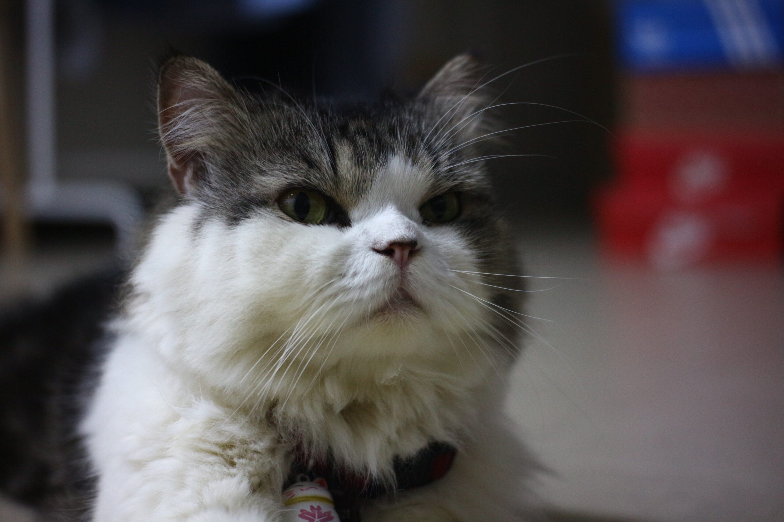 My cat yeye - BrandThink