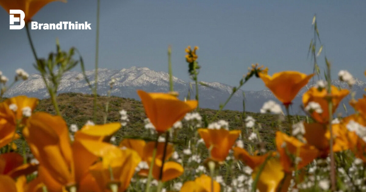 ‘Super Bloom’ ปรากฏการณ์ดอกไม้ป่าบานสะพรั่ง ที่แคลิฟอร์เนีย กำลัง ...