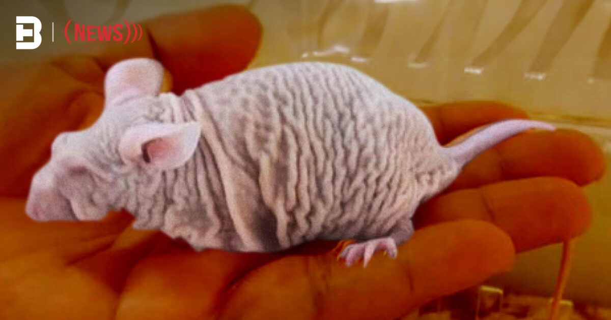 พบ ‘หนูสฟิงซ์’ ที่ฟาร์มเพาะเชียงใหม่ ไร้ขน ผิวหนังยับย่นทั้งตัว เชื่อ ...