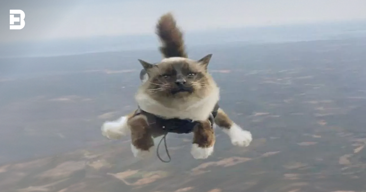 รู้จักปฏิบัติการ ‘Operation Cat Drop’ โครงการส่งแมวกว่า 14,000 ตัว ด้วย ...